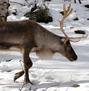 Diferencia entre el Reno y el Alce – Laponia